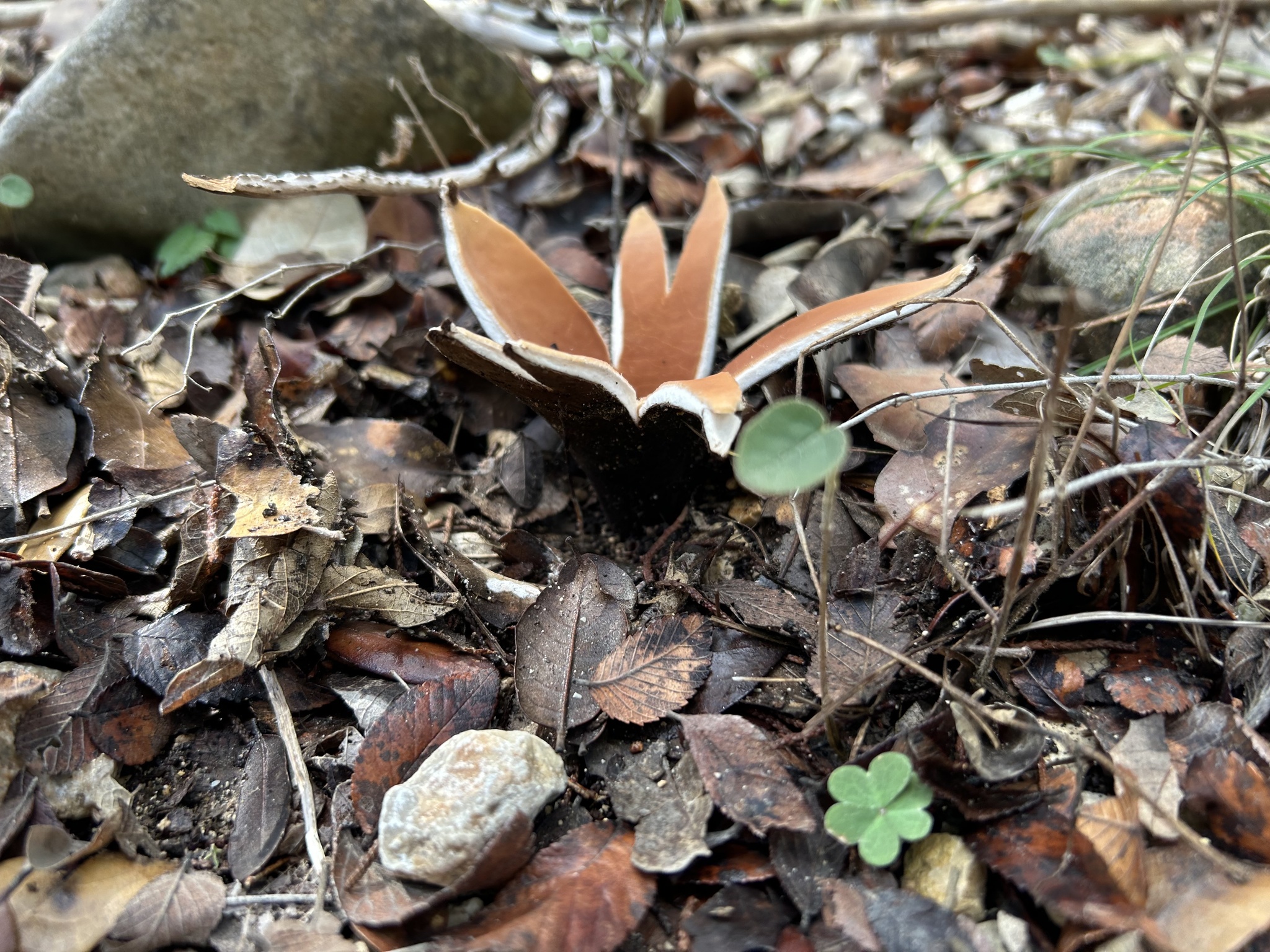 Chorioactis geaster (Peck) Kupfer ex Eckblad
