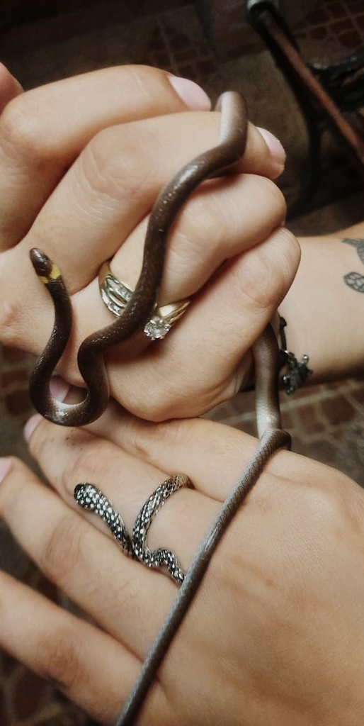 Pacific Longtail Snake from Lassonde, David, Panamá on February 8, 2023 ...