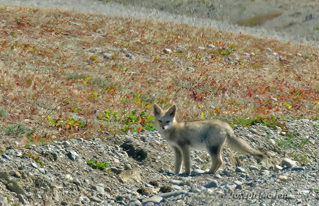 Lycalopex gymnocercus (G.Fischer, 1814)