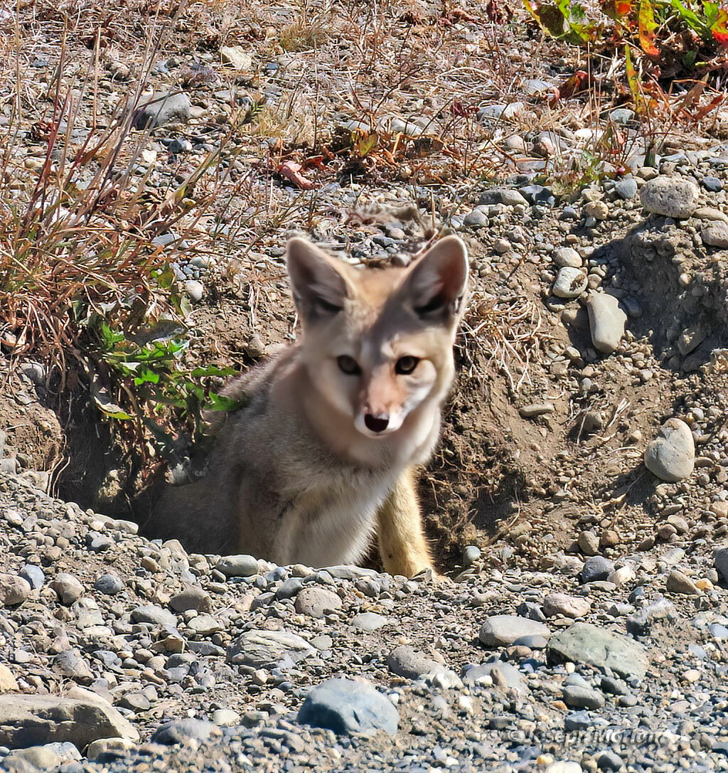 Lycalopex gymnocercus (G.Fischer, 1814)