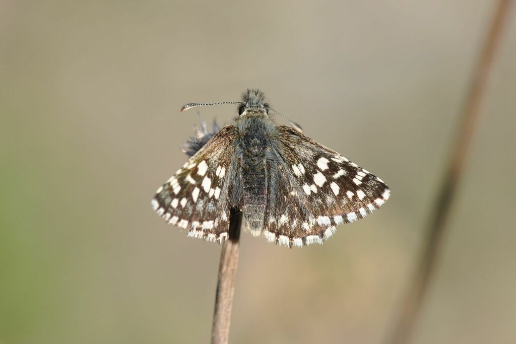 Southern Grizzled Skipper in May 2016 by Markus Dumke · iNaturalist