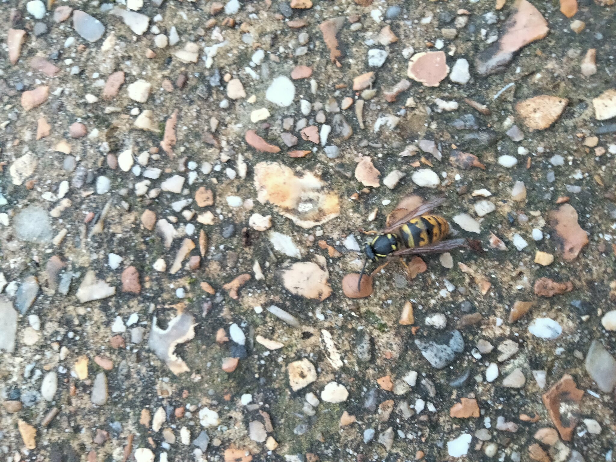 Vespula vulgaris (Linnaeus, 1758)