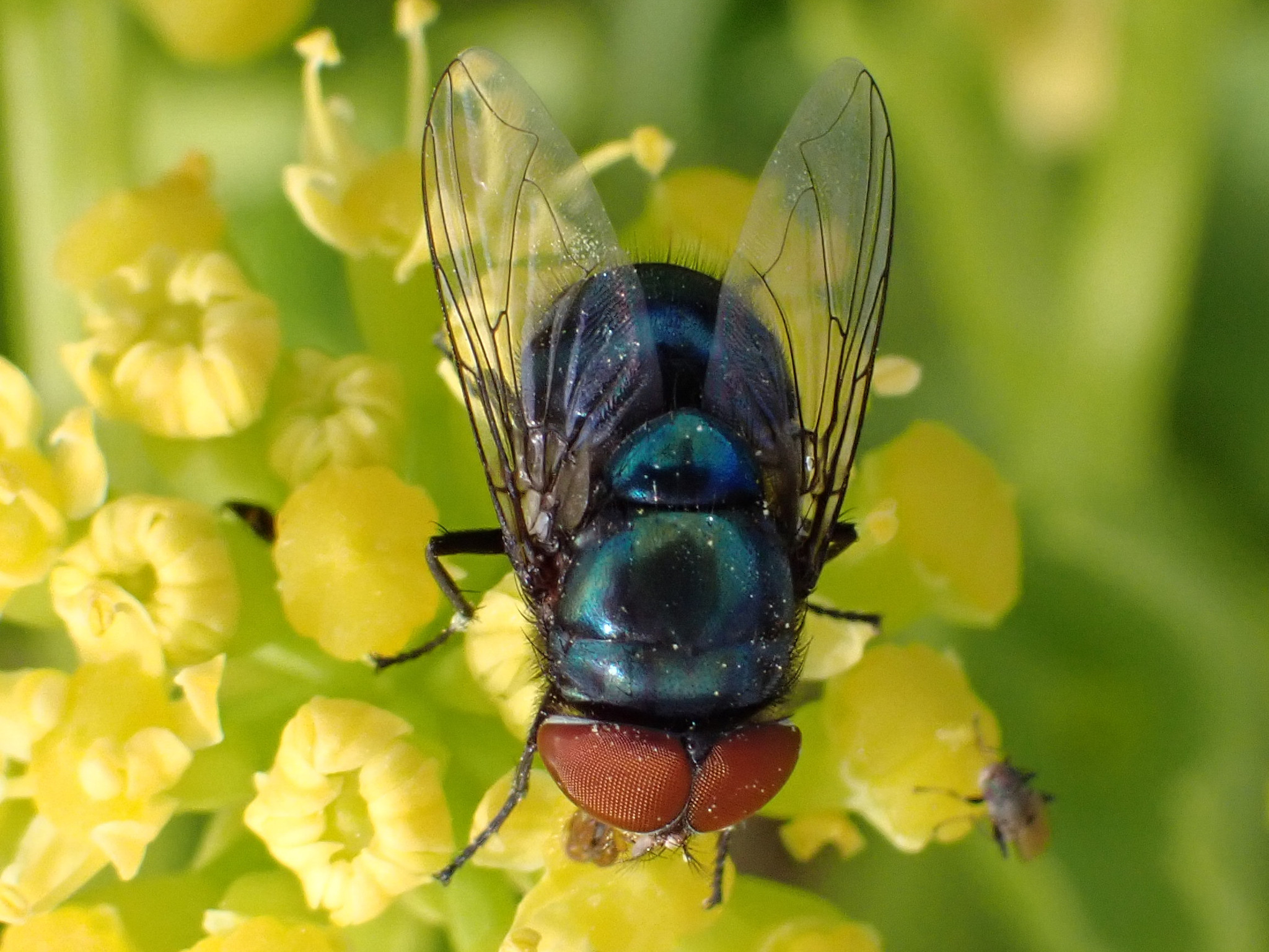 Chrysomya megacephala (Fabricius, 1794)