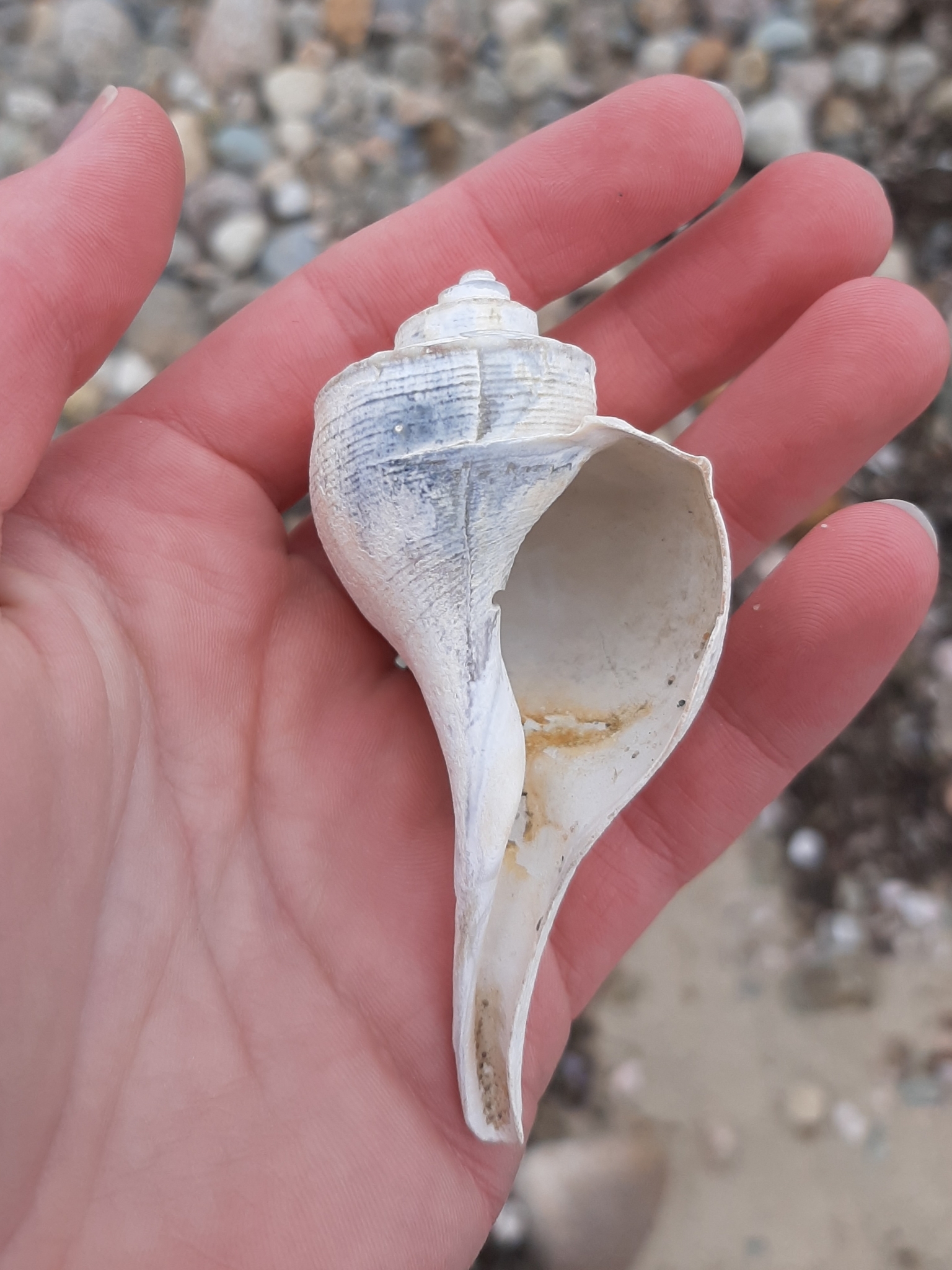 Busycotypus canaliculatus (Linnaeus, 1758)