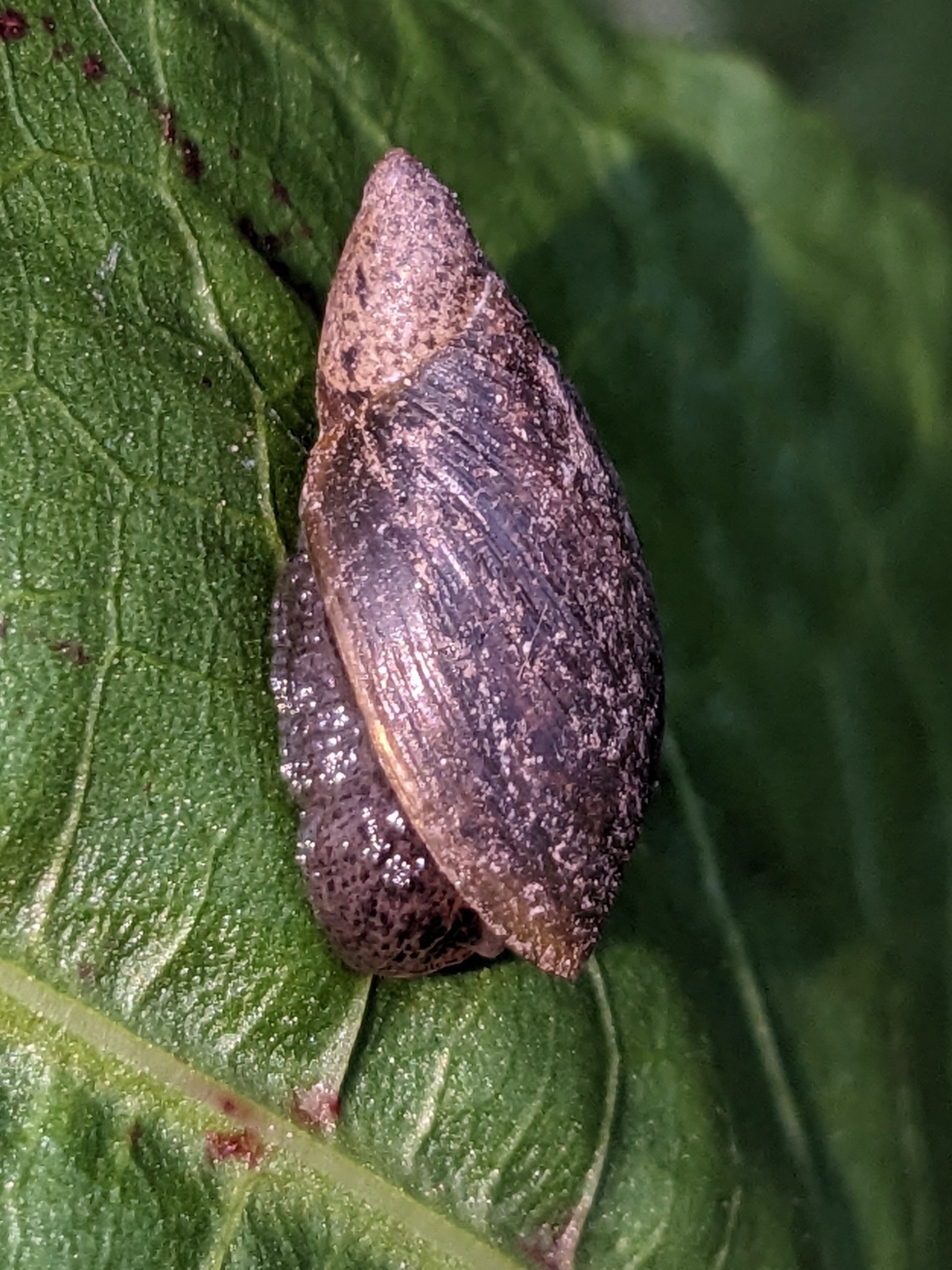 Oxyloma elegans (Risso, 1826)