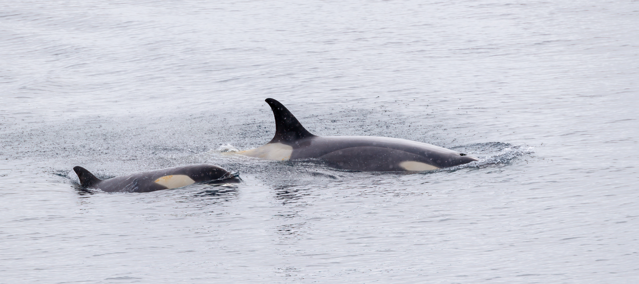 Orcinus orca (Linnaeus, 1758)