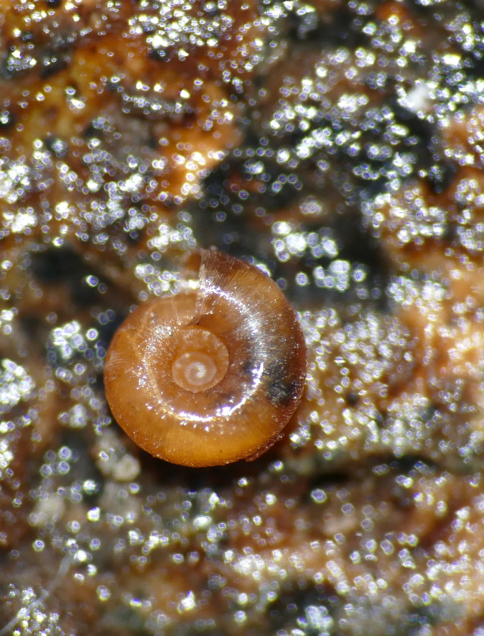 Punctum pygmaeum (Draparnaud, 1801)