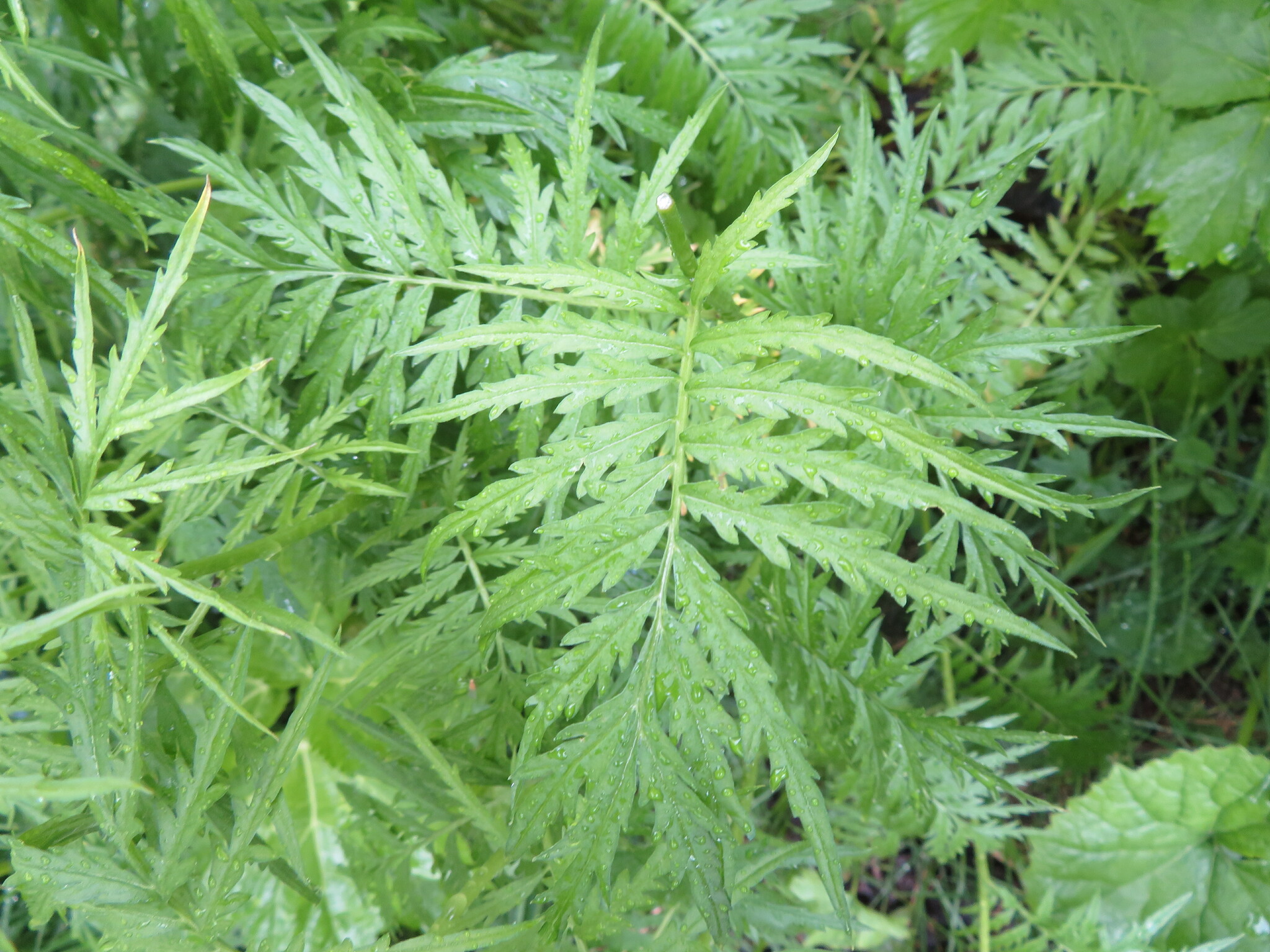 Descurainia tanacetifolia (L.) Prantl