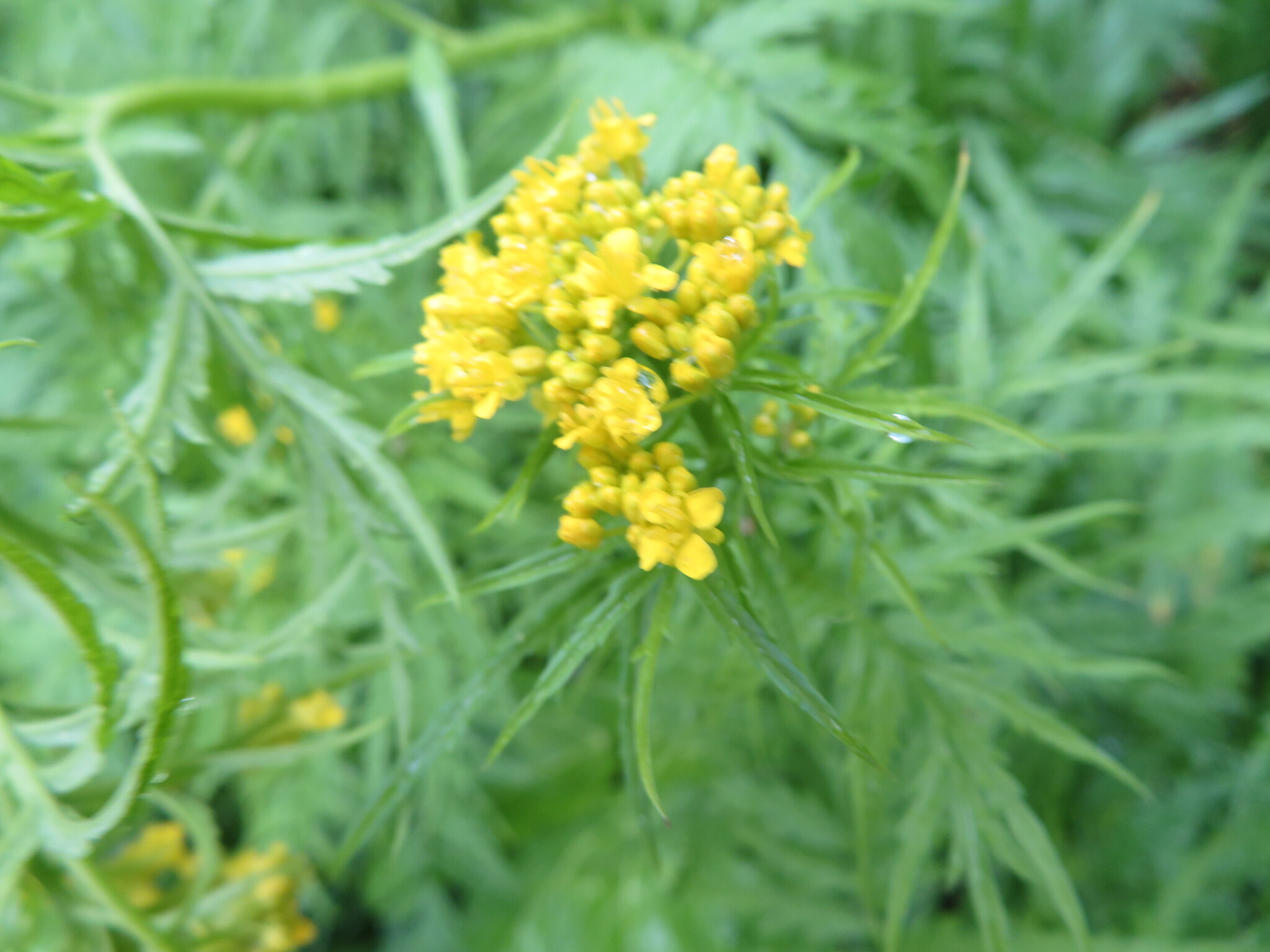 Descurainia tanacetifolia (L.) Prantl