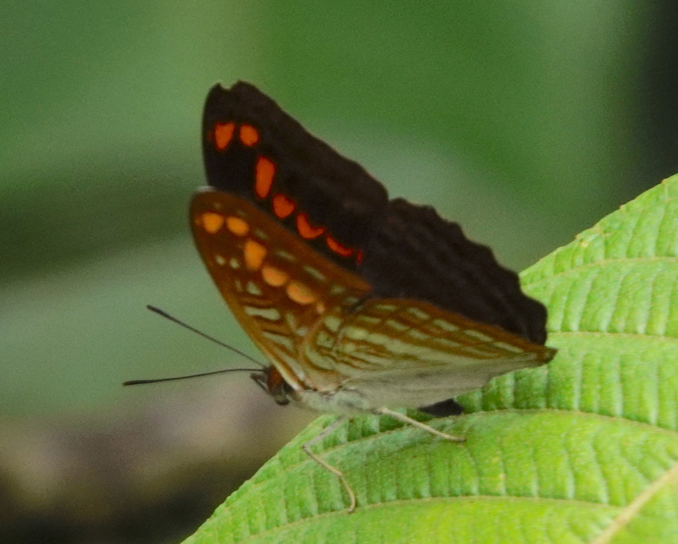Adelpha levona Steinhauser & Miller, 1977