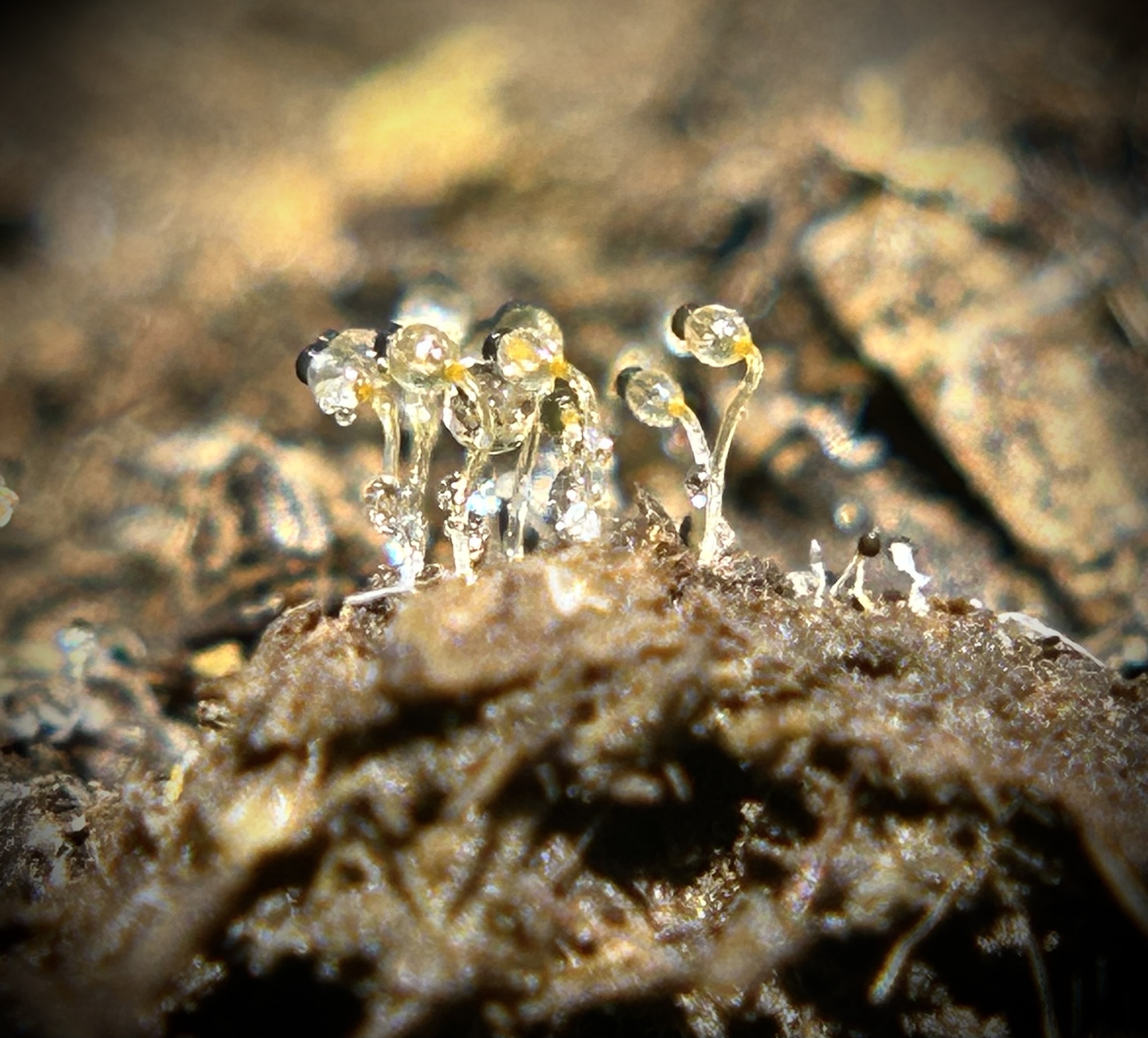 Pilobolus Tode, 1784