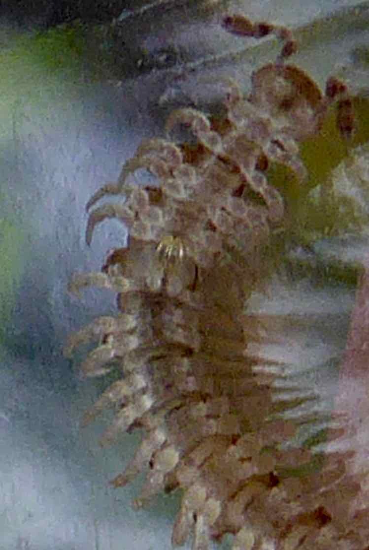 Brachydesmus superus Latzel, 1884