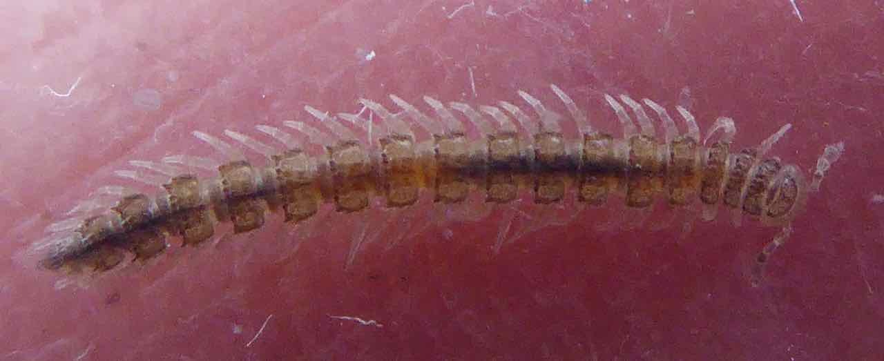 Brachydesmus superus Latzel, 1884