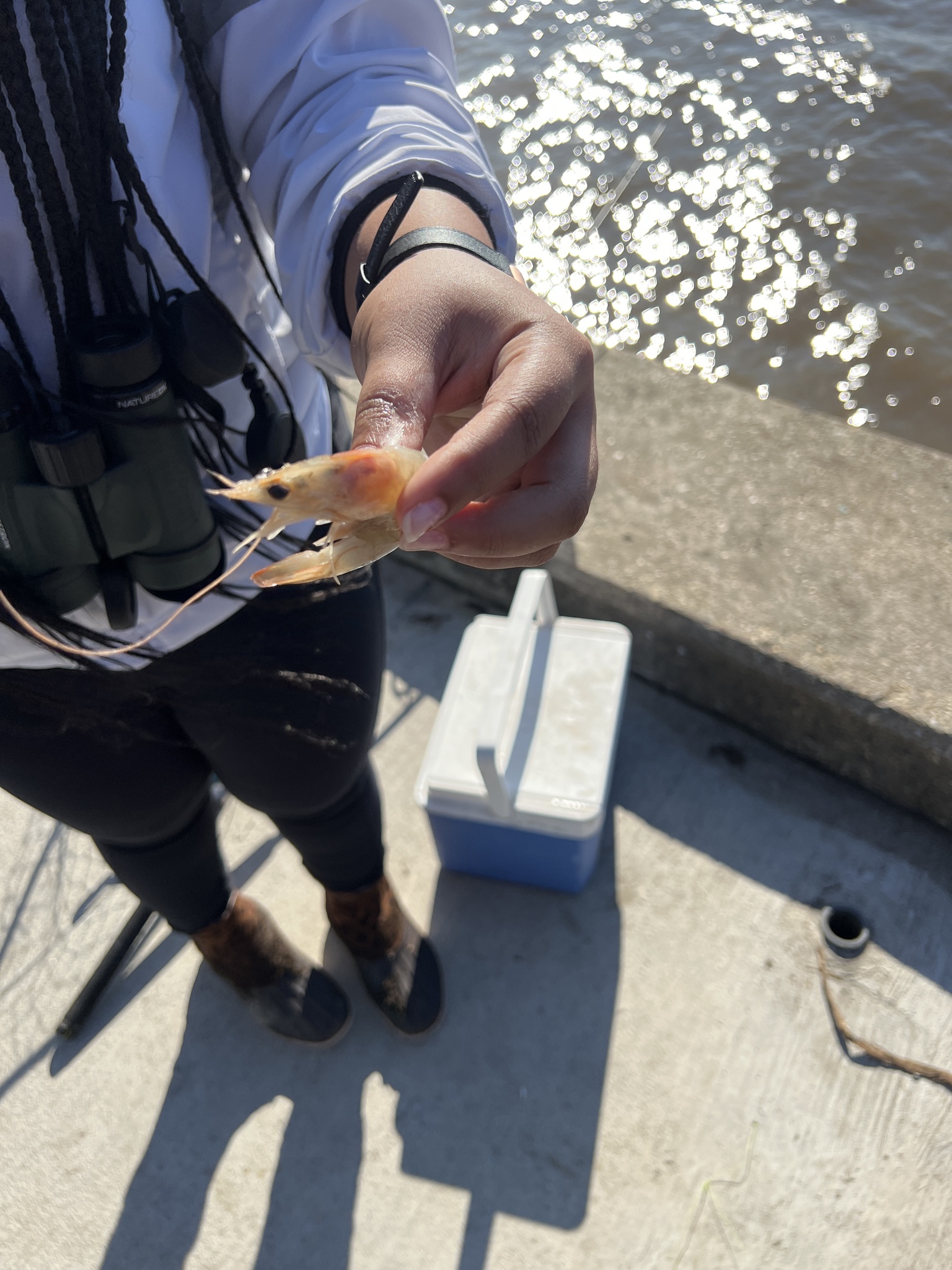 Penaeus setiferus (Linnaeus, 1767)