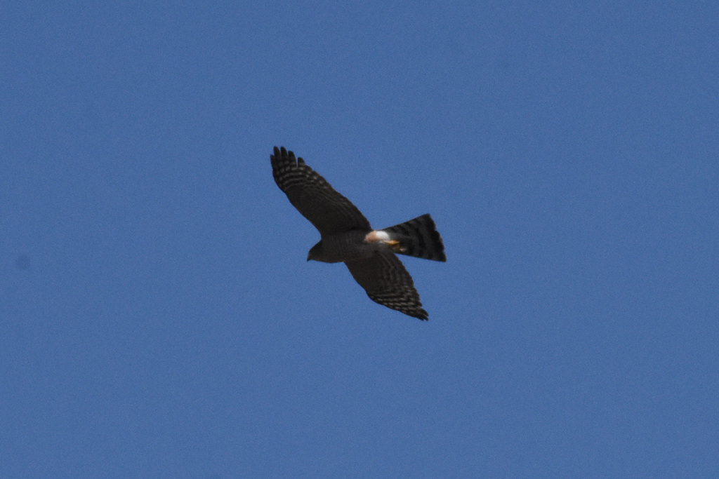Sharp-shinned Hawk from Meoqui Municipality, Chihuahua, Mexico on ...
