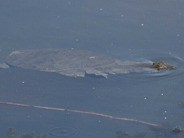 Chinese Softshell Turtle from Crocheron Pond, Queens, NY, USA on June ...