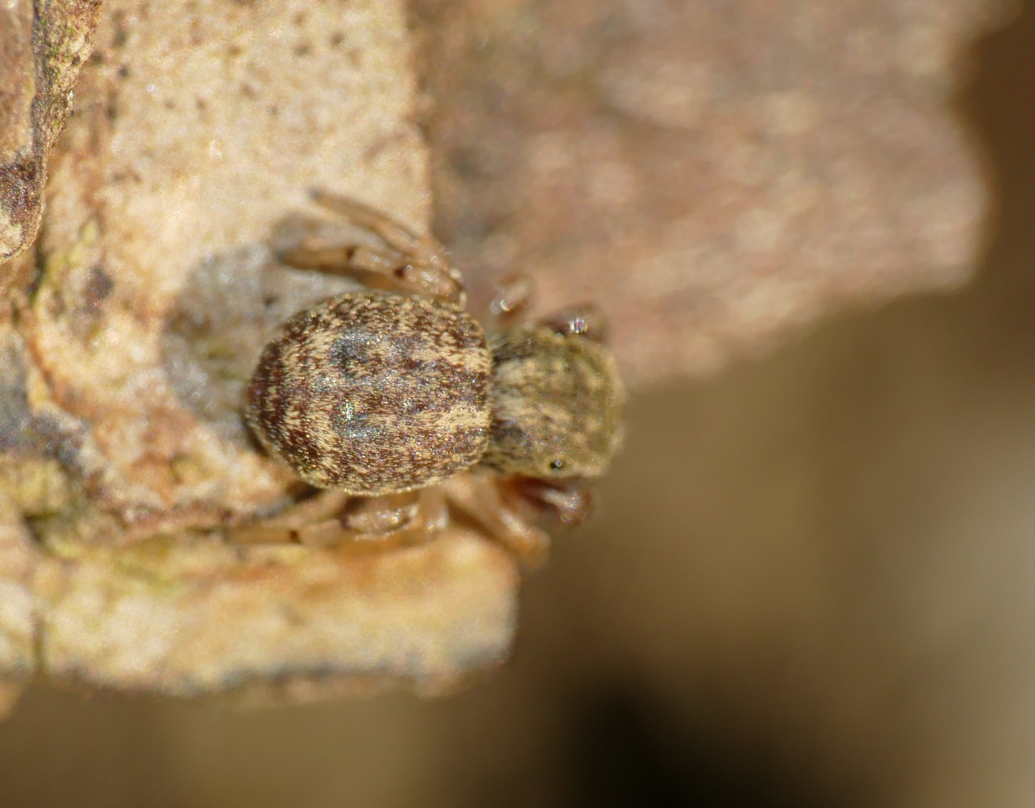 Ballus chalybeius (Walckenaer, 1802)