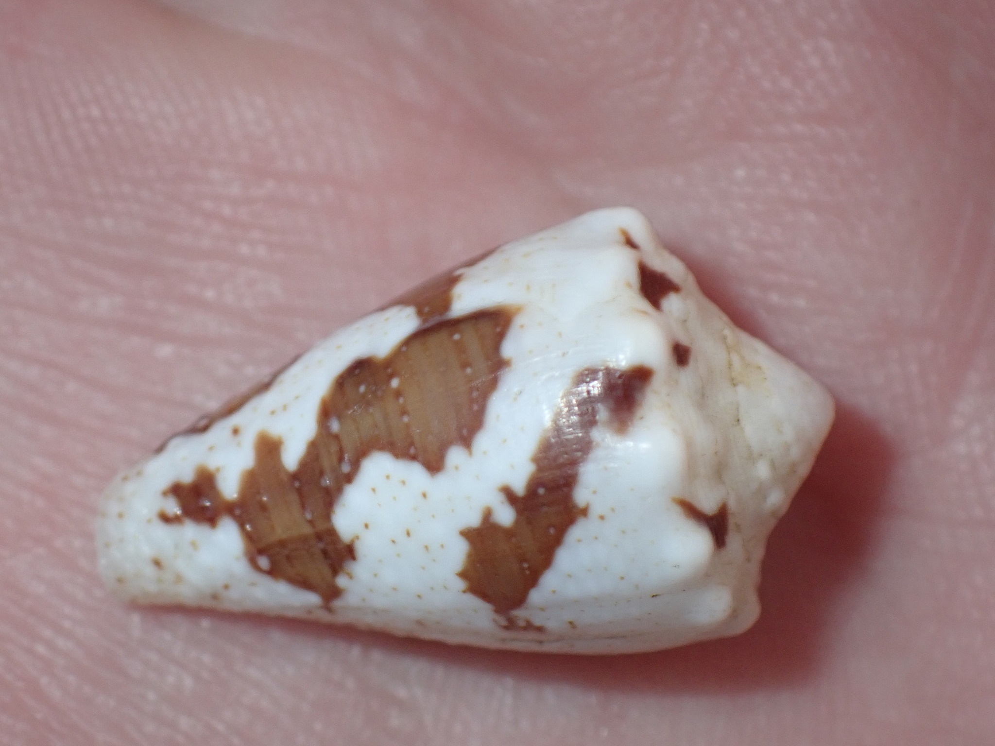 Conus regius Gmelin, 1791