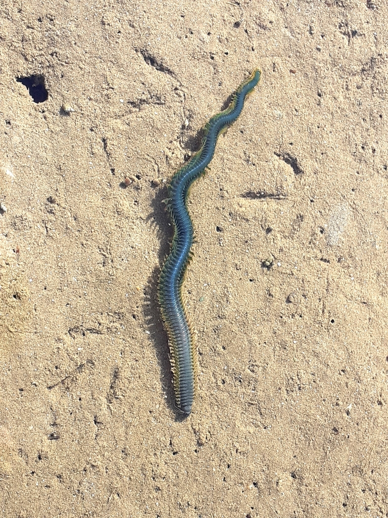 King Ragworm from Anglesey Airport, Valley, Holyhead LL65 3NX, Wielka ...