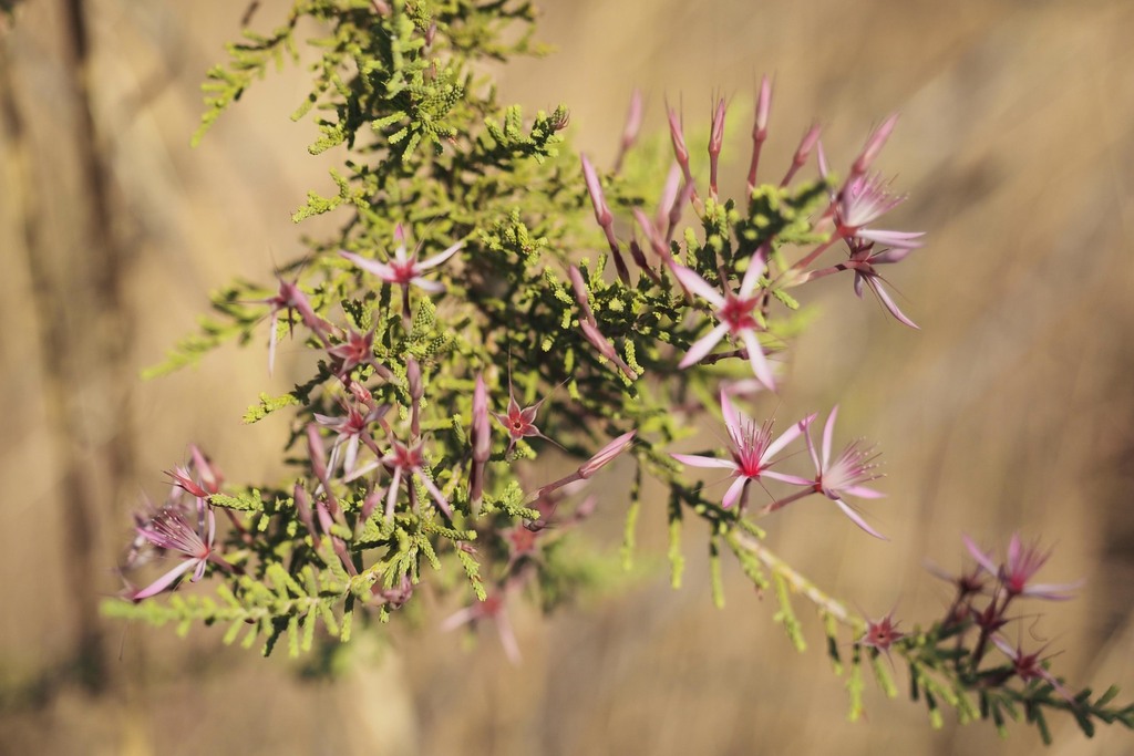 Turkey Bush from Baines NT 0852, Australia on June 26, 2018 at 05:28 PM ...