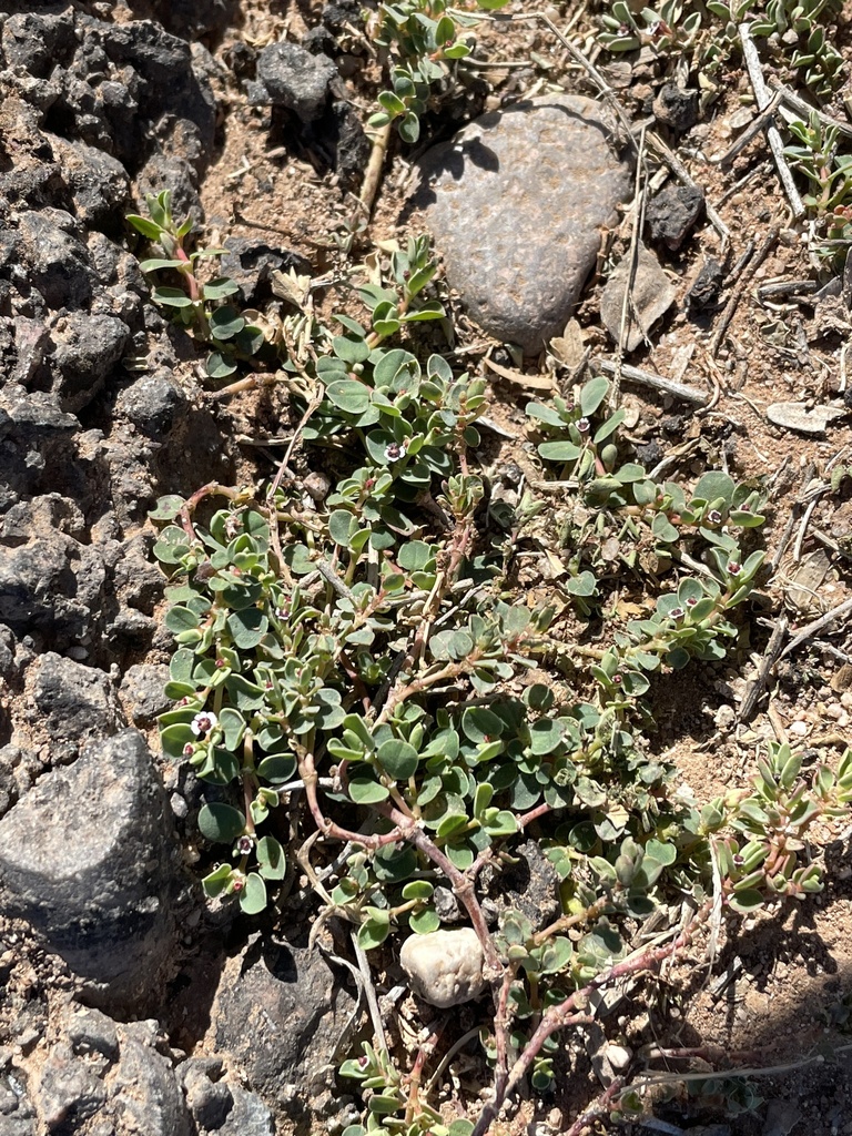 Whitemargin Sandmat from N Colorado St, Casa Grande, AZ, US on February ...