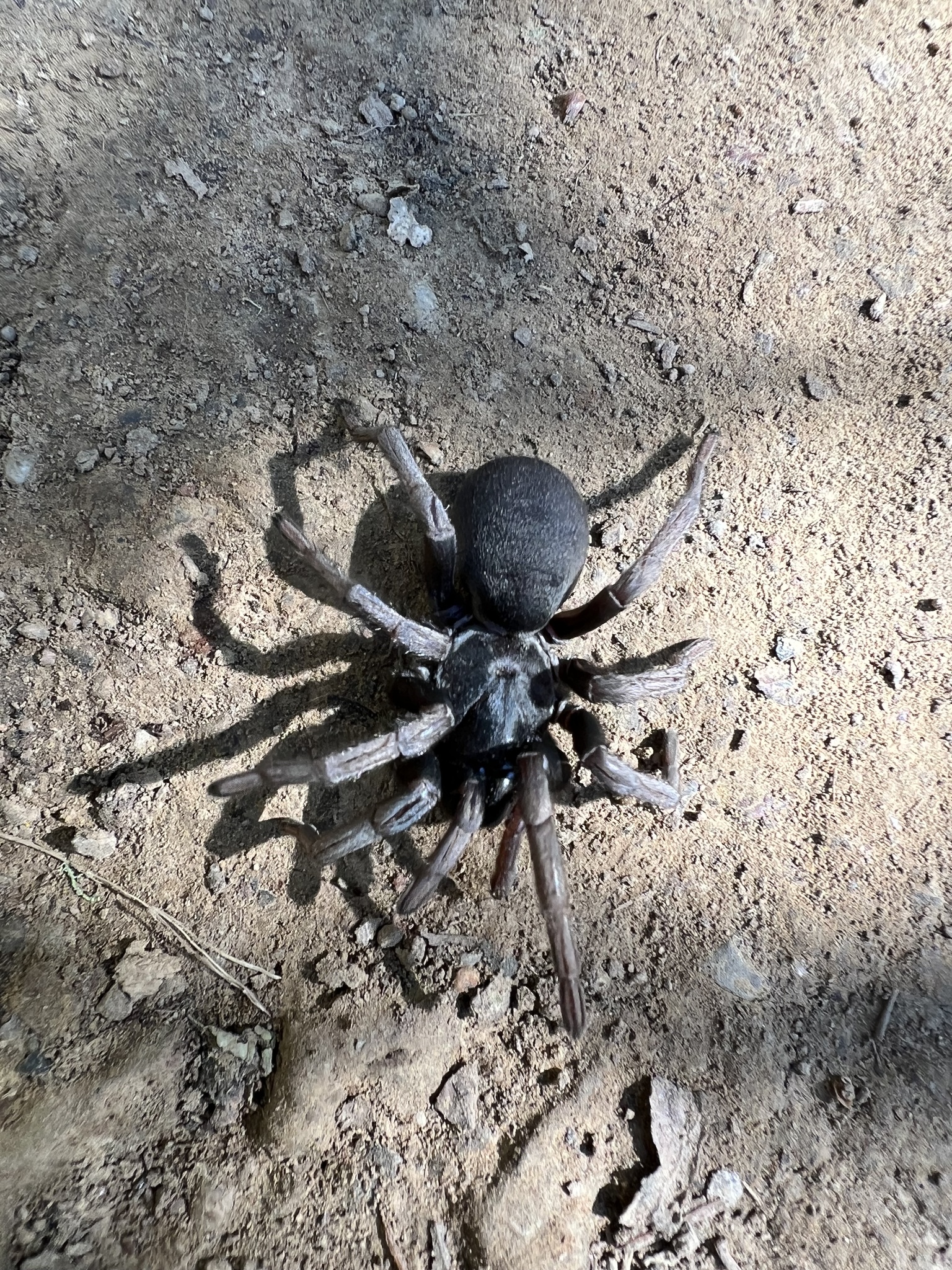 Calisoga longitarsis (Simon, 1891)