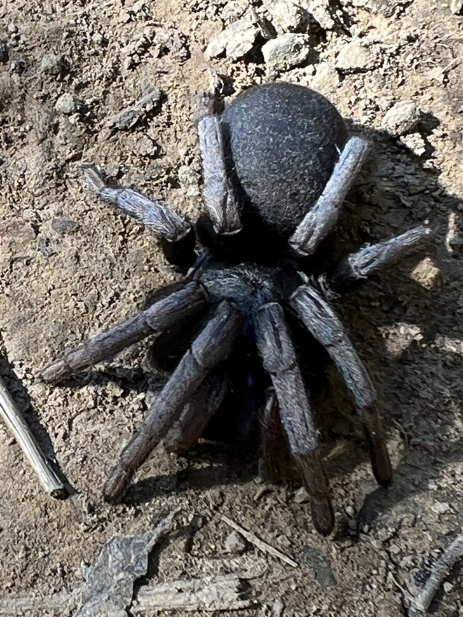 Calisoga longitarsis (Simon, 1891)