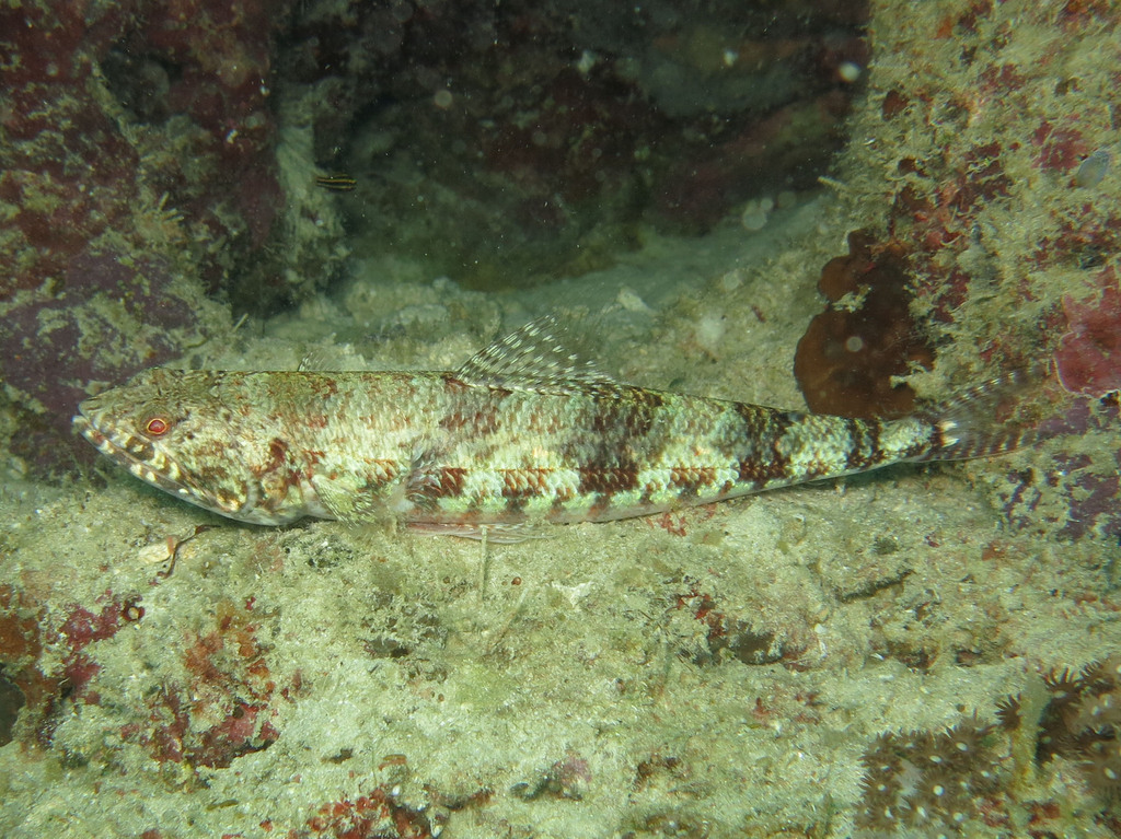 Variegated Lizardfish from Moalboal, Cebu, Philippines on May 18, 2014 ...