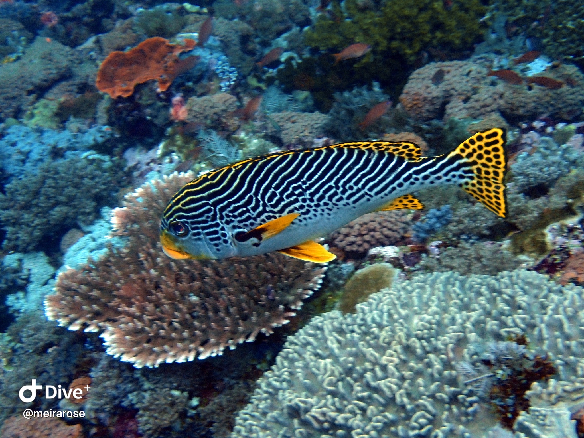 Plectorhinchus lineatus (Linnaeus, 1758)