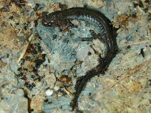 Eastern Red-backed Salamander from Ward Pound Ridge Res. Westchester ...