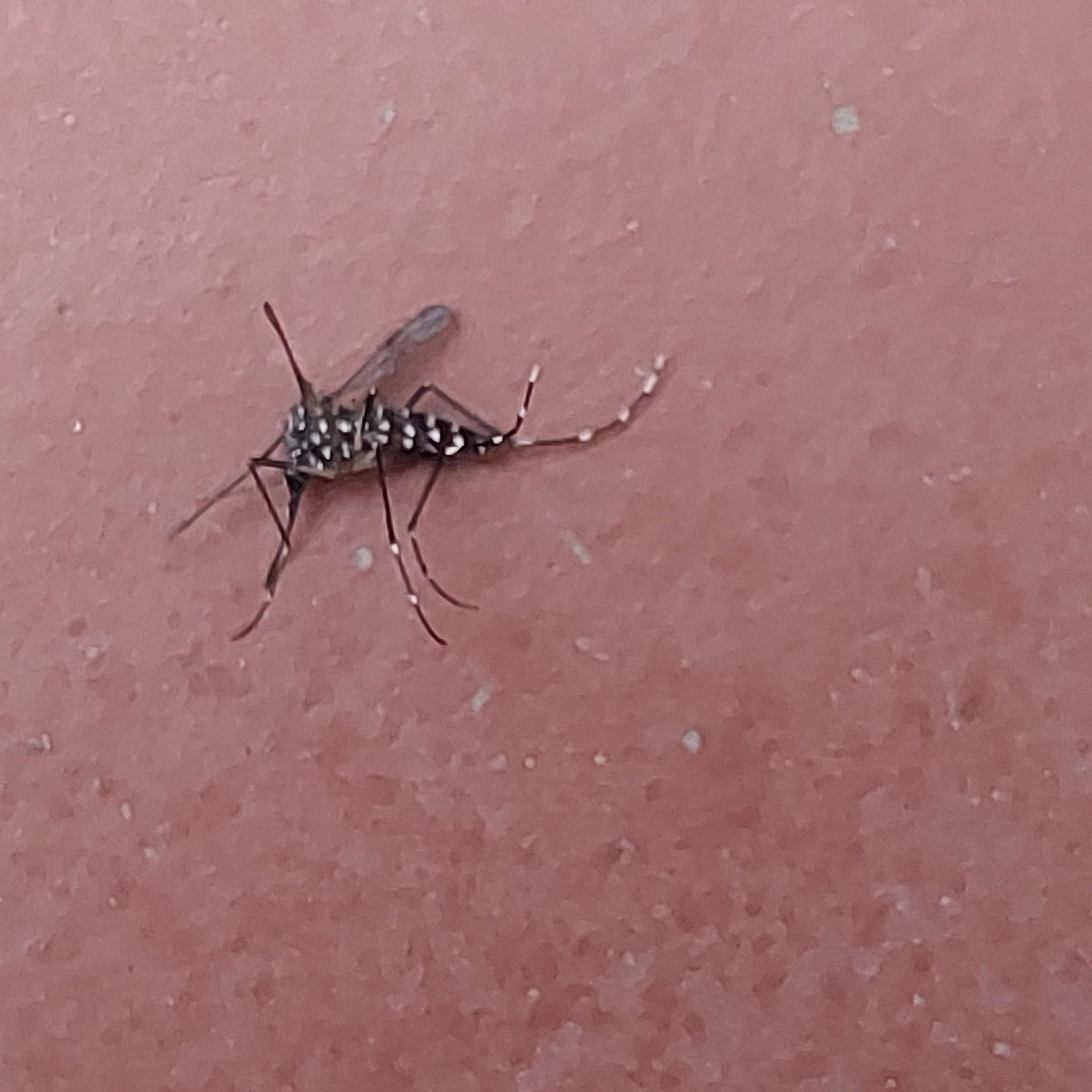 Aedes aegypti (Linnaeus, 1762)