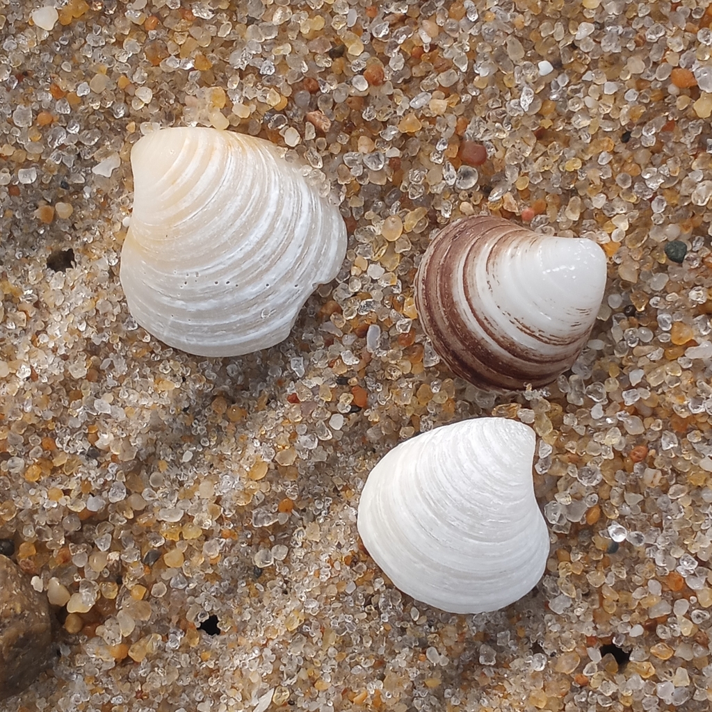 Chestnut Clam from Ocean City, MD 21842, USA on February 9, 2023 at 01: ...