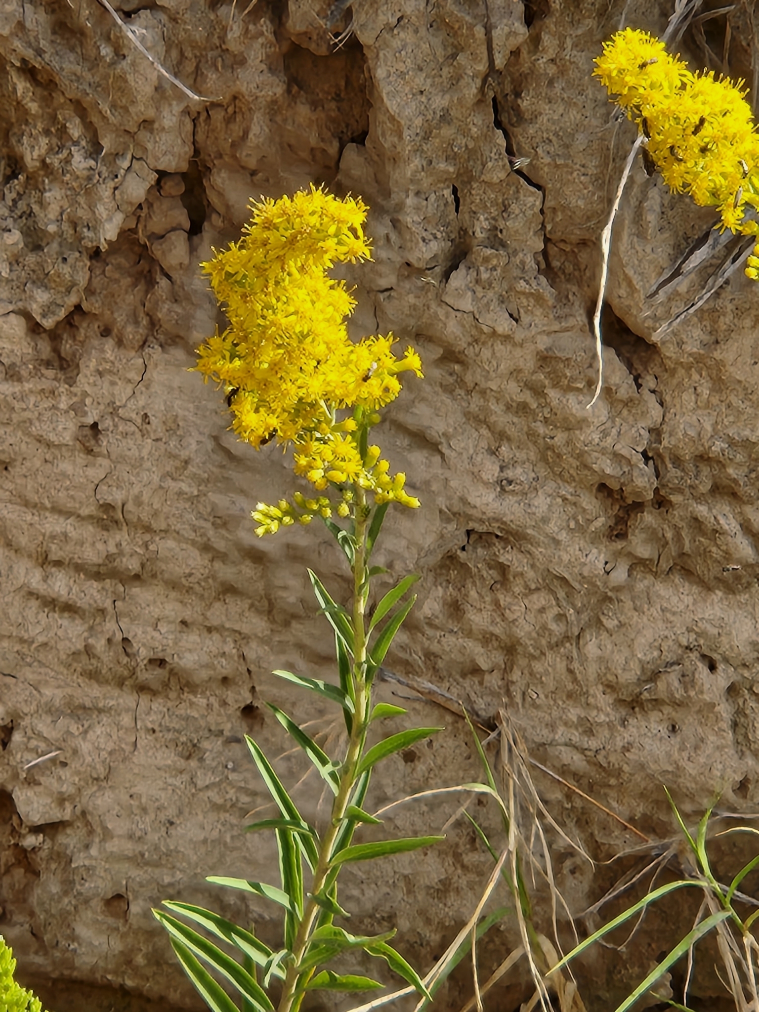 Solidago chilensis Meyen
