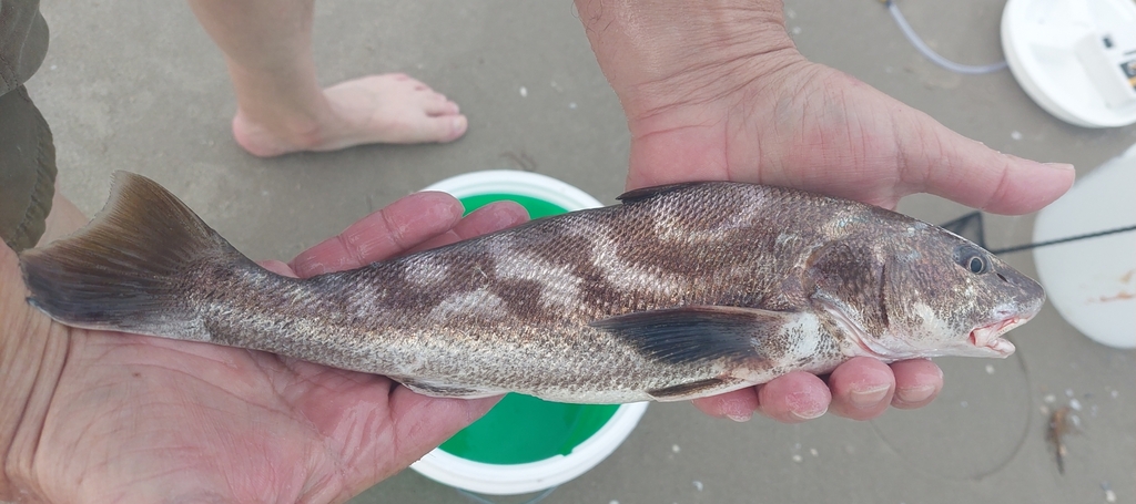 Southern Kingfish from Padre Island, Corpus Christi, TX, USA on ...