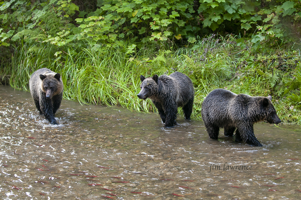 Brown Bear from Central Kootenay, BC, Canada on August 28, 2012 at 07: ...