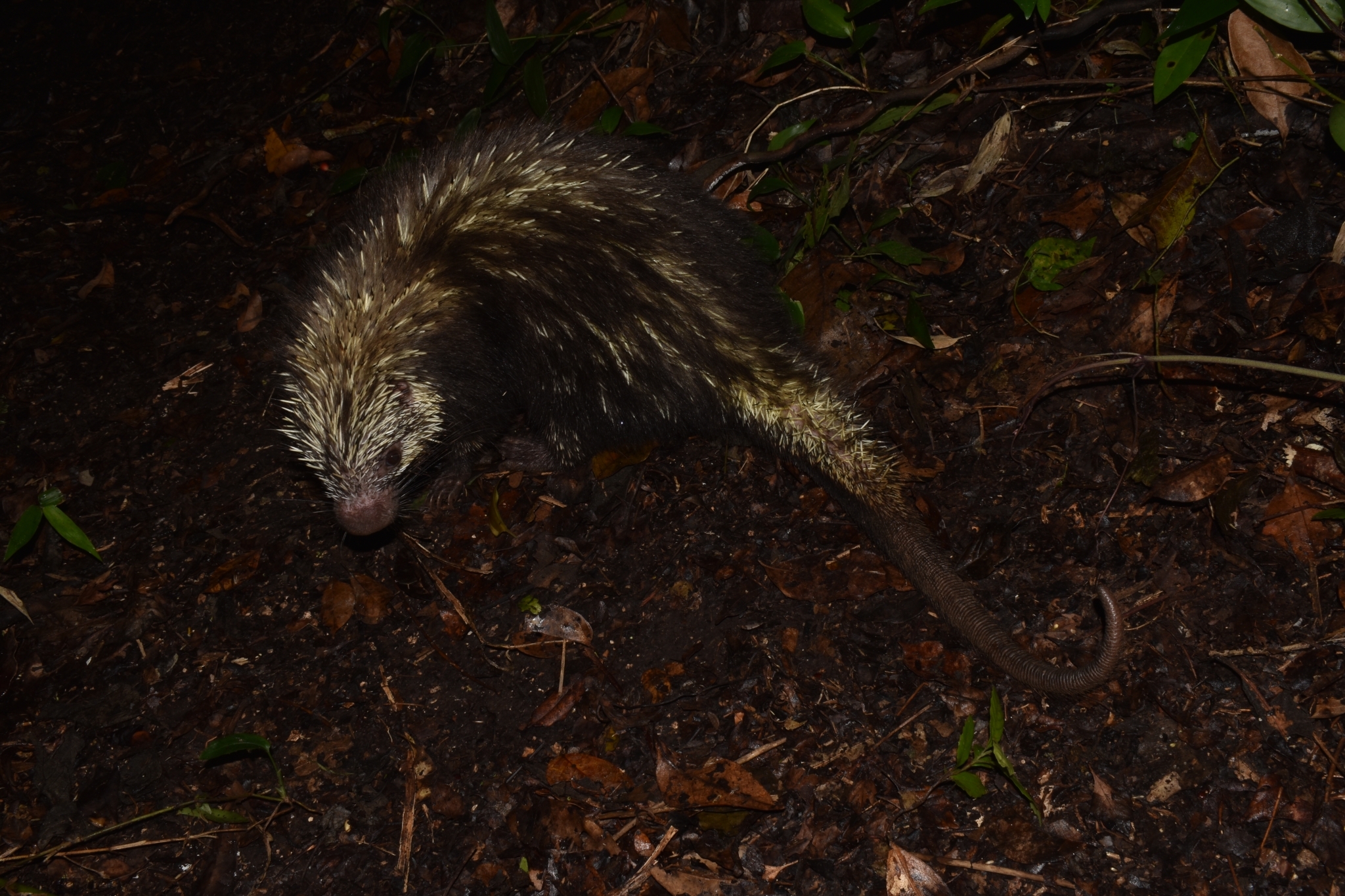 Sphiggurus mexicanus (Kerr, 1792)