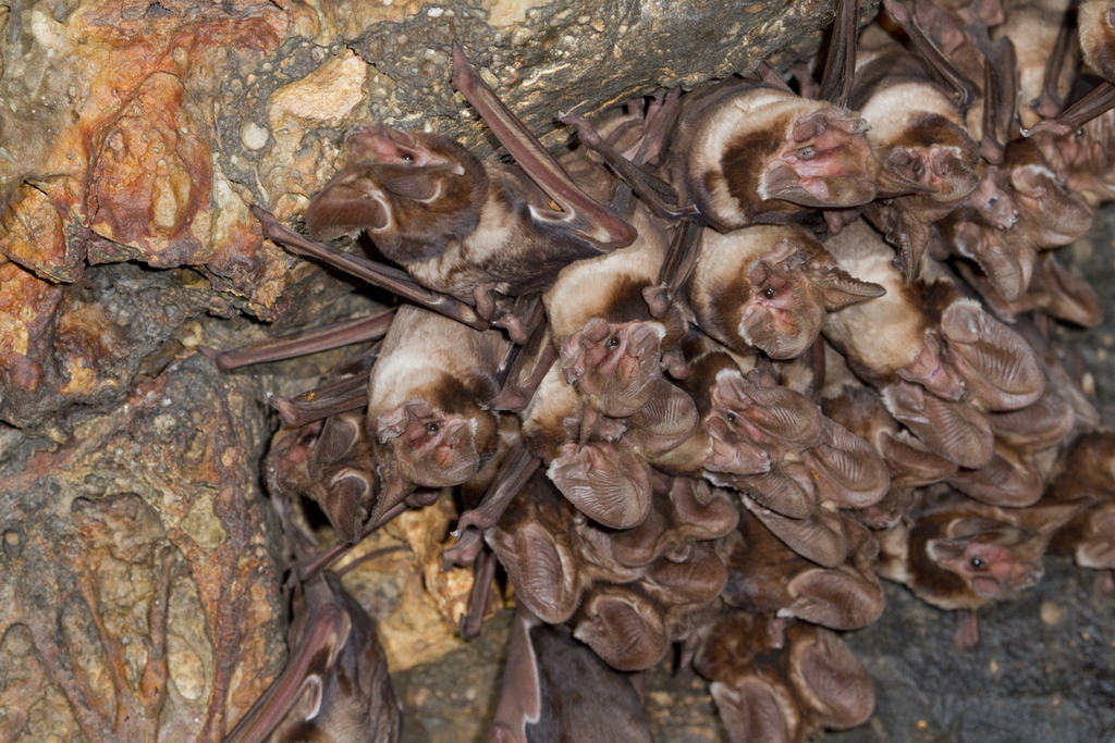 Harrison's Large-eared Giant Mastiff Bat (Otomops harrisoni) - Know ...