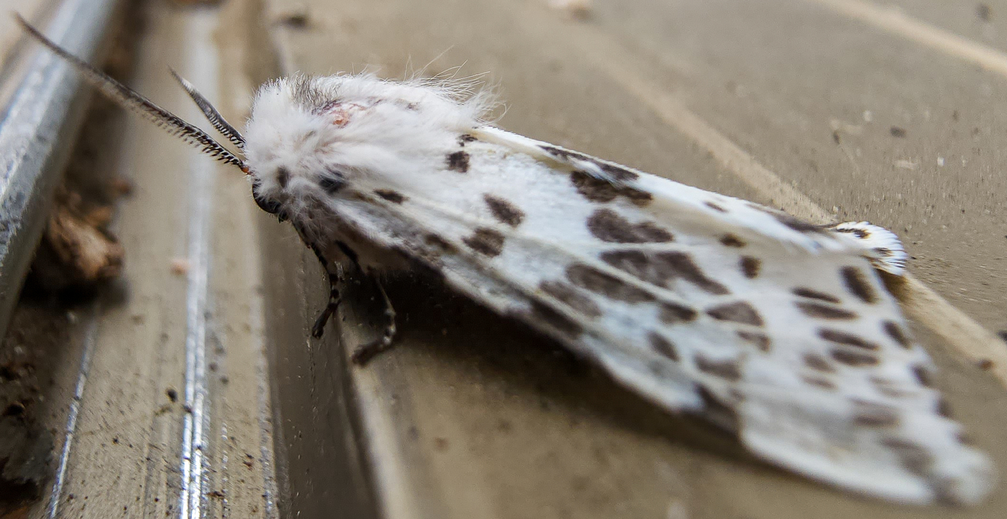 Hyphantria cunea Drury, 1773