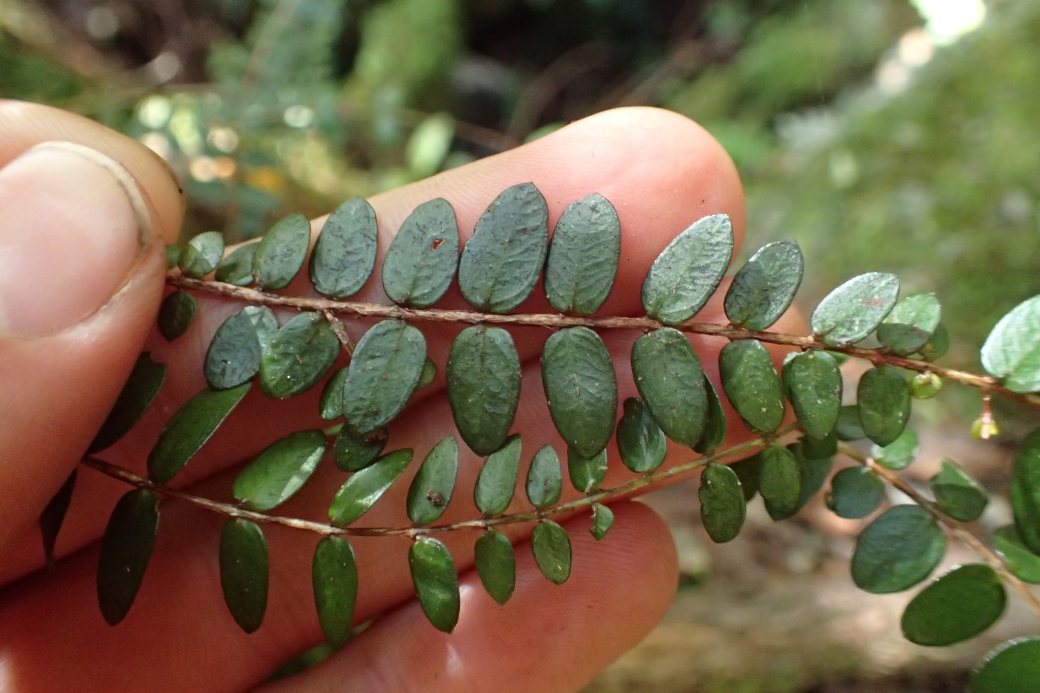 Metrosideros diffusa (G.Forst.) Sm.