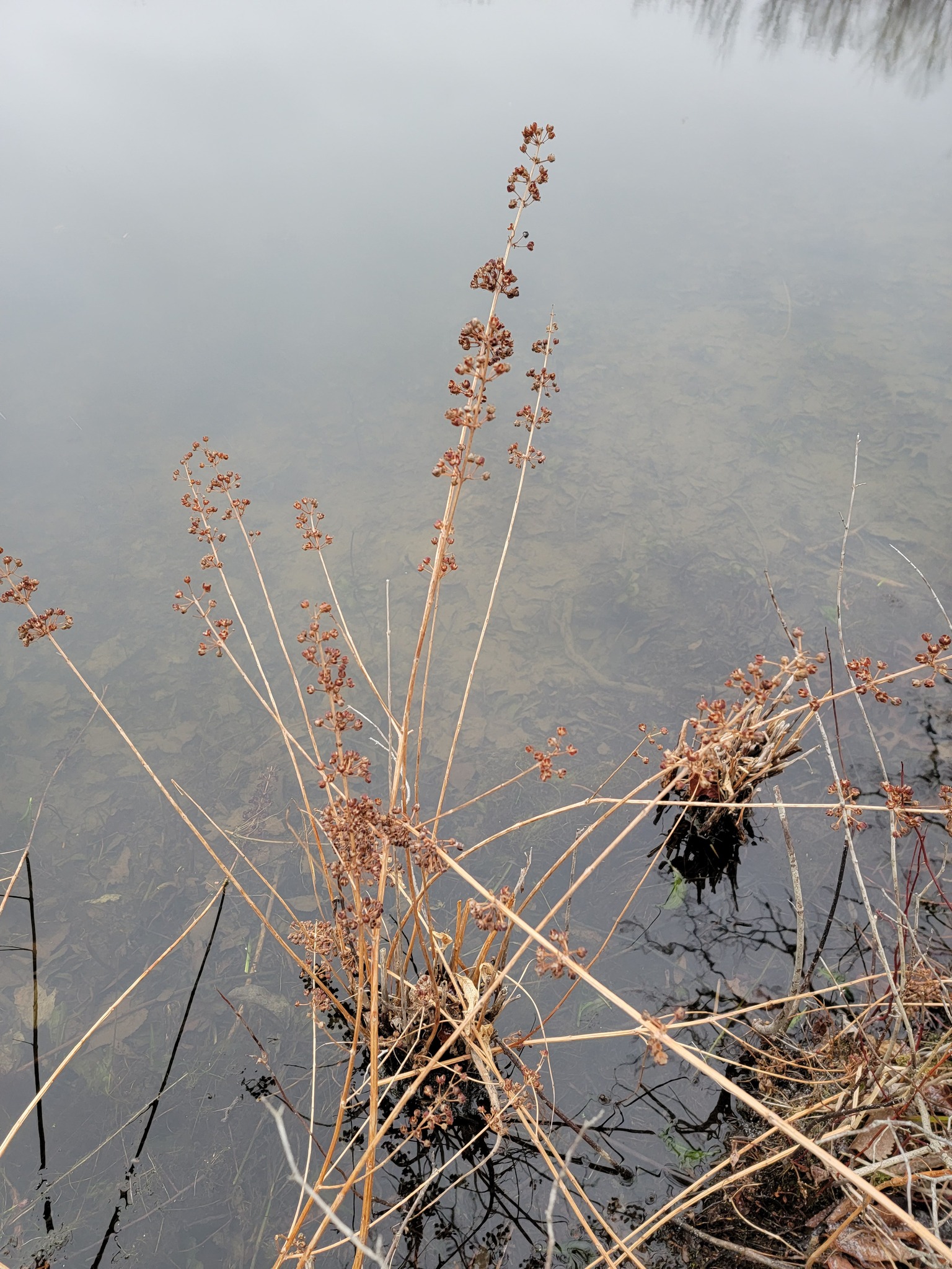 Decodon verticillatus (L.) Elliott