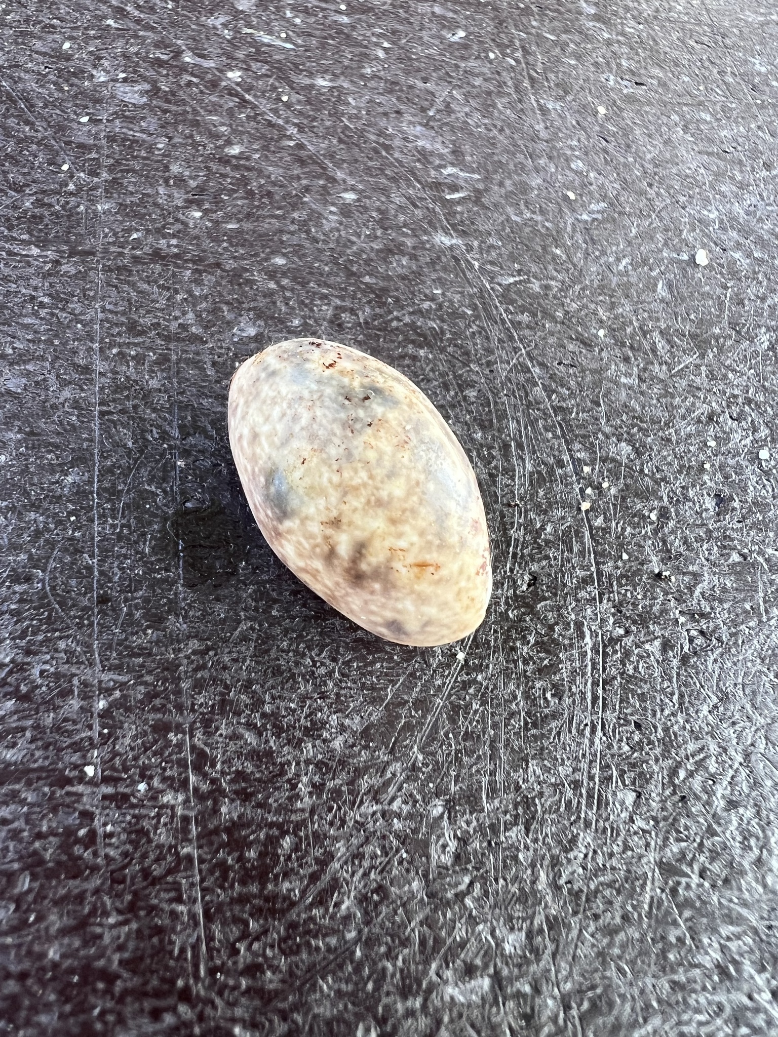 Bulla occidentalis A.Adams, 1850