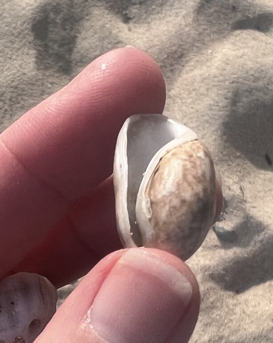 Bulla occidentalis A.Adams, 1850