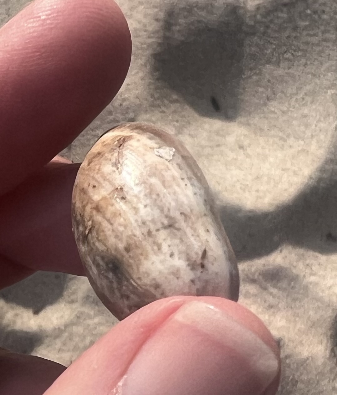 Bulla occidentalis A.Adams, 1850