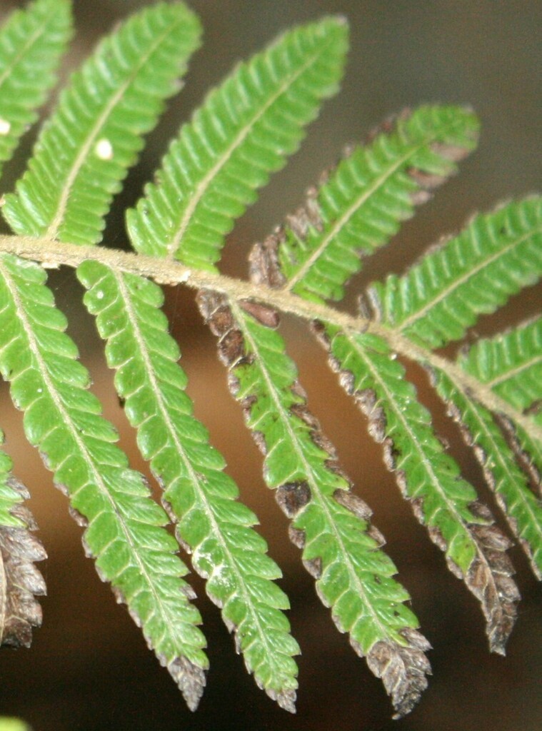 marsh fern family from Linge, Central Aceh Regency, Aceh, Indonesia on ...
