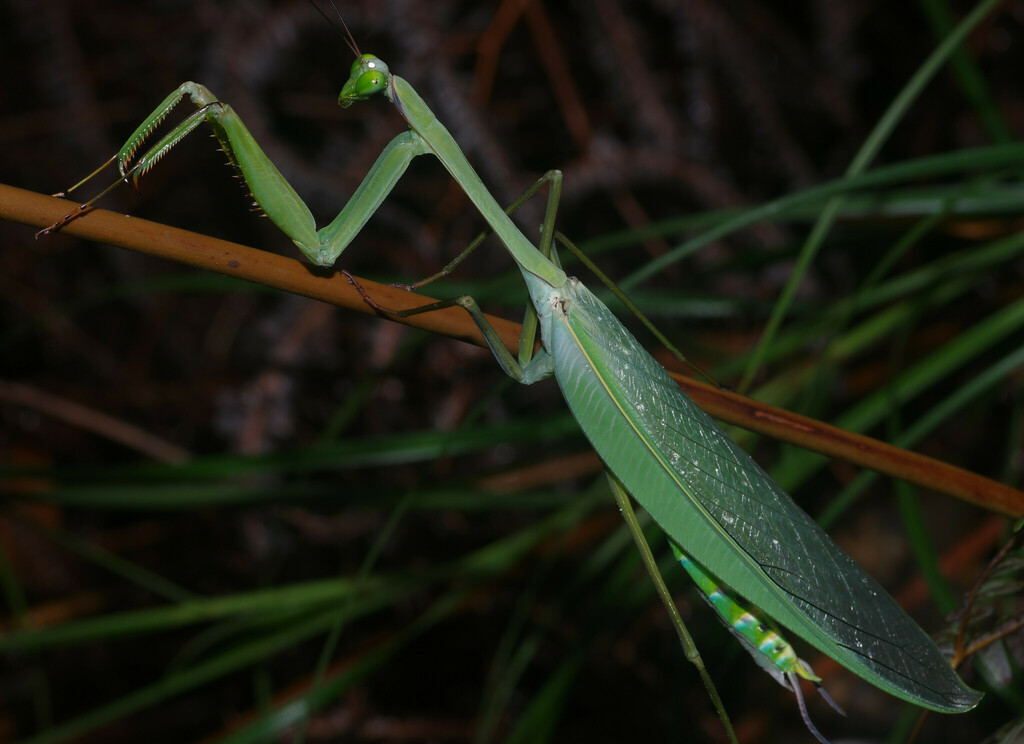 Macromantis saussurei from Kourou 97310, Guyane française on February ...