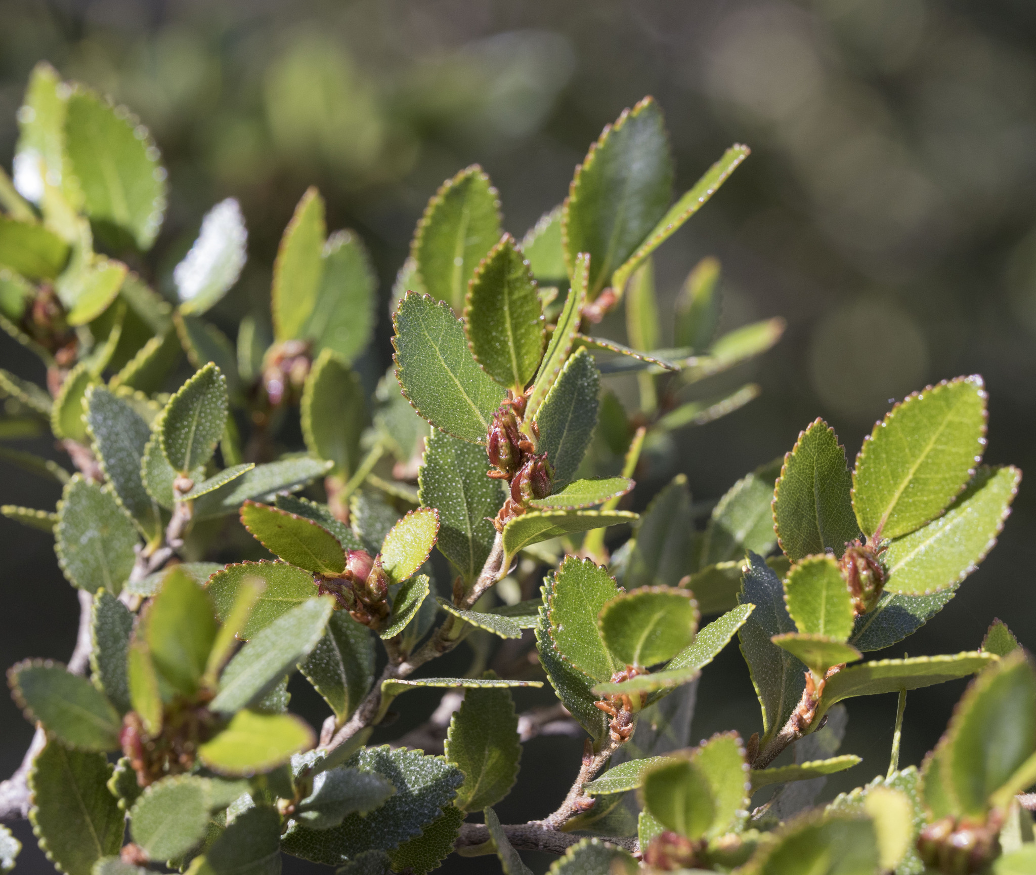 Nothofagus betuloides (Mirb.) Oerst.