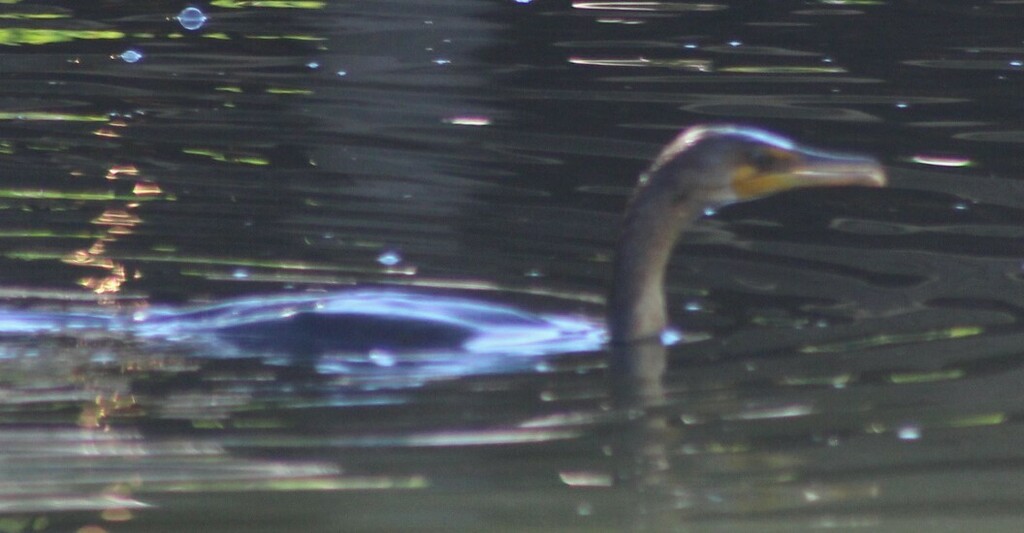 Double-crested Cormorant from San Pasqual Valley, San Diego, CA, USA on ...