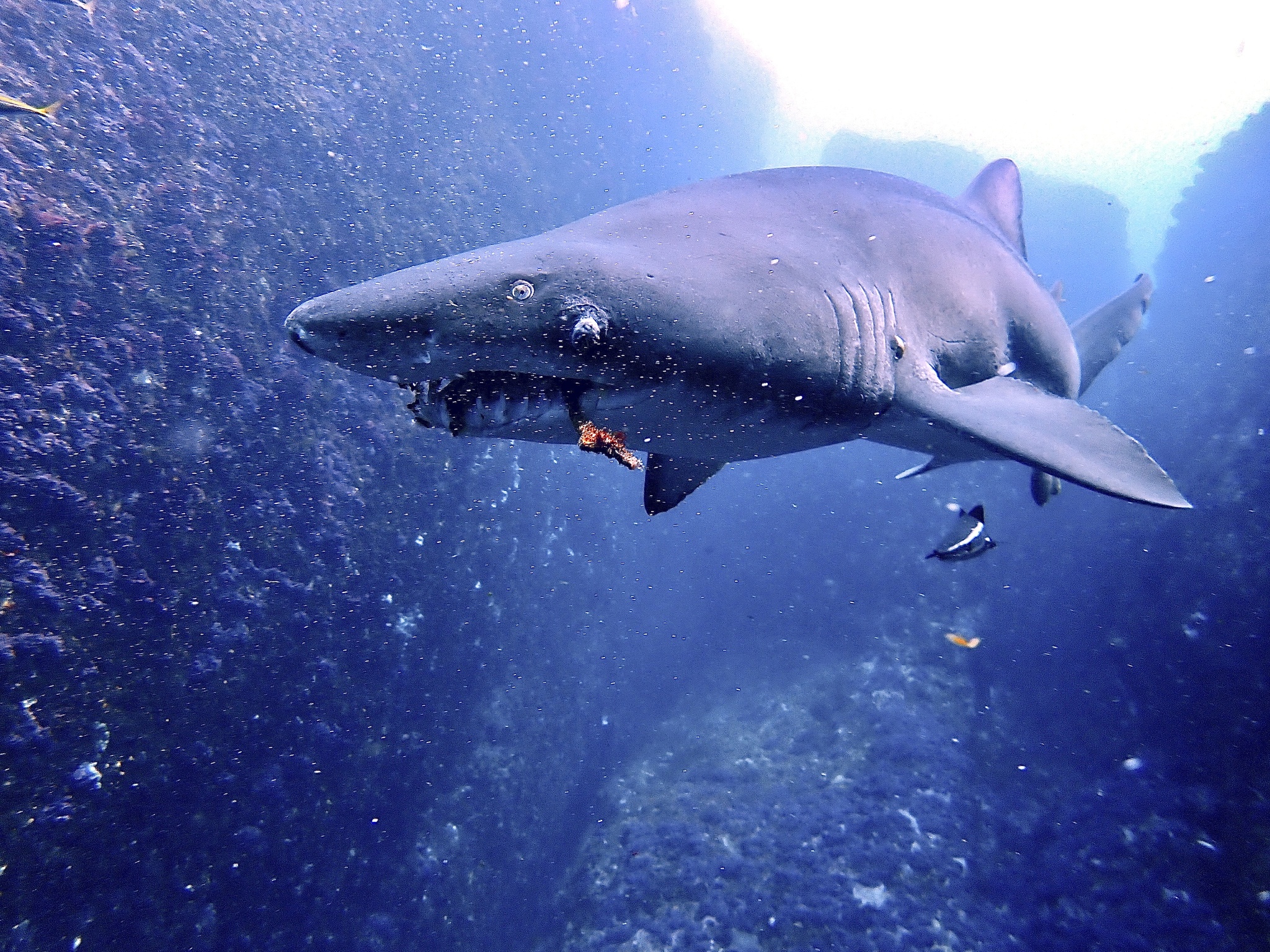 Lamniformes