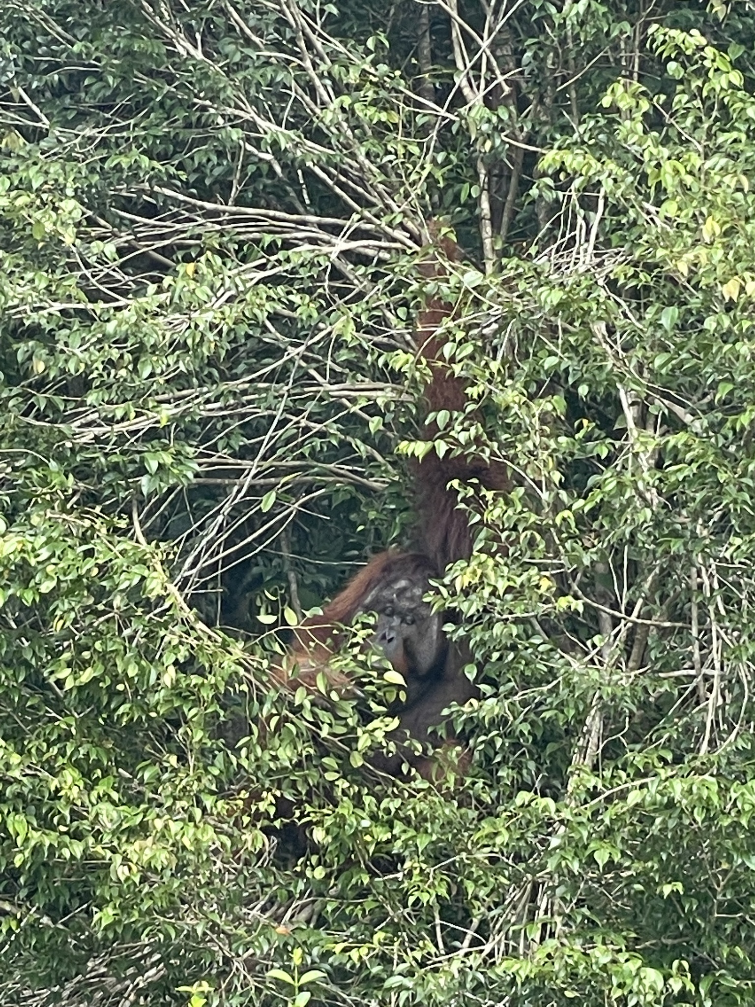 Pongo pygmaeus (Linnaeus, 1760)