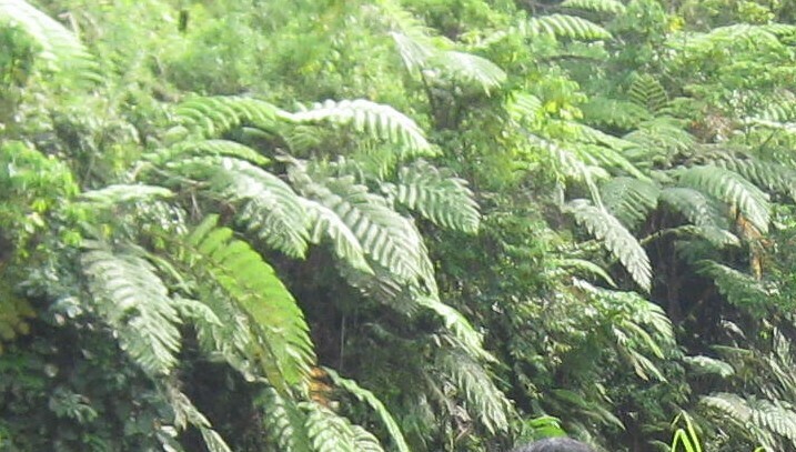 scaly tree ferns from Sangir, South Solok Regency, West Sumatra ...